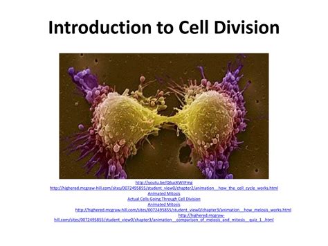 Cell Division Ppt
