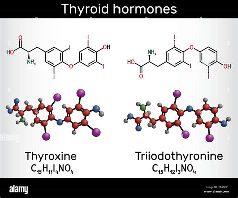 Thyroid Hormones Triiodothyronine T3 Levothyroxine And Thyroxine