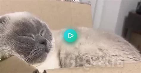 Sneeze Oops Album On Imgur