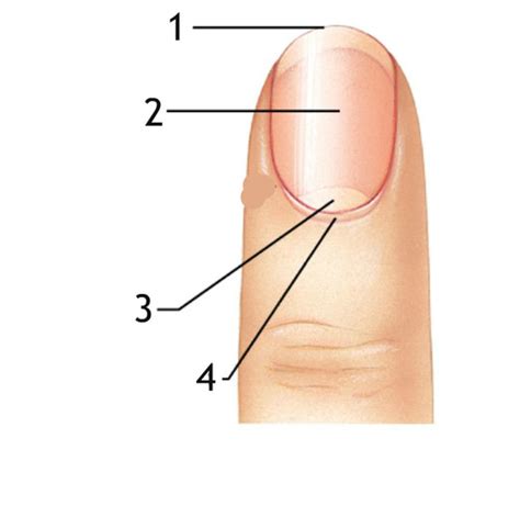 Nails Identification Flashcards Quizlet