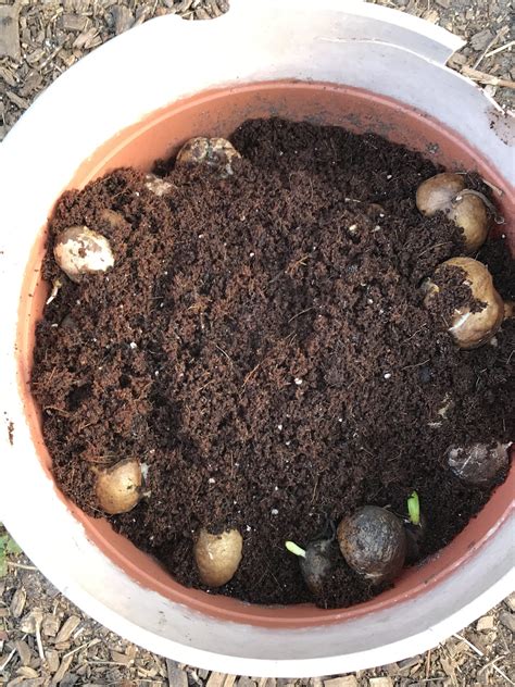 How To Grow Care For And Propagate Crinum Lily Southern Garden Nursery
