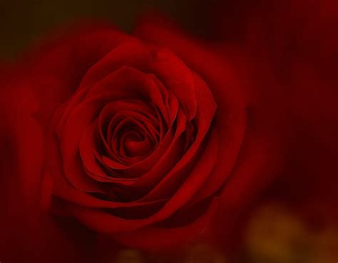 愛情、 ロマンチック、 情熱、 愛、 バラ、 3 D、 抽象、 Hdデスクトップの壁紙 Wallpaperbetter