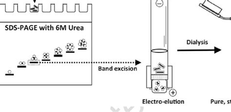 Method For The Isolation Of Pure Populations Of Cross Linked Oligomers