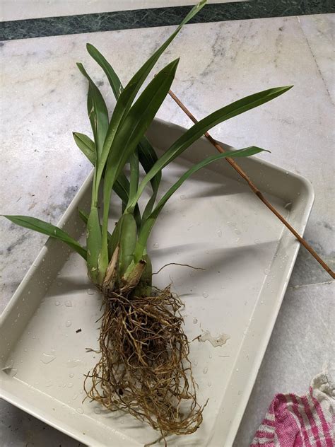 Oncidium Repotting In Sphagnum Moss Bark Chips Mixture R Orchids