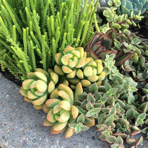 Sstolte On Instagram Some Of The Succulents I Visit On My Work
