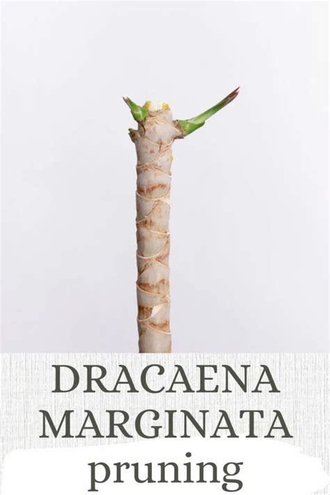 Dracaena Marginata 7 Top Care Tips And Troubleshooting Guide