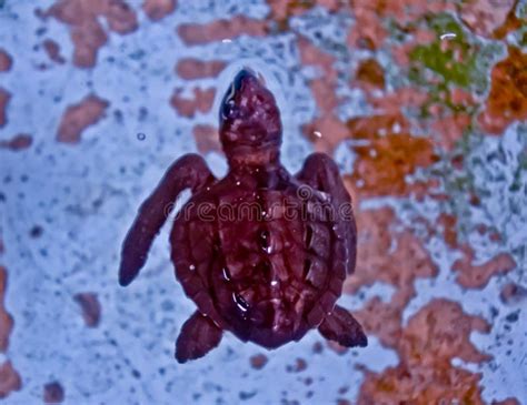 Green Turtle Cubs In Captivity Stock Image Image Of Wildlife Cute