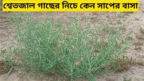 সেতজাল গাছের নিচে কেনো সাপ থাকে খেজুর বাগানে ভিতরে সৌদি আরবে। Youtube