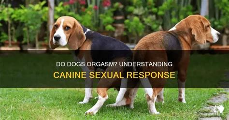 Do Dogs Orgasm Understanding Canine Sexual Response Petshun