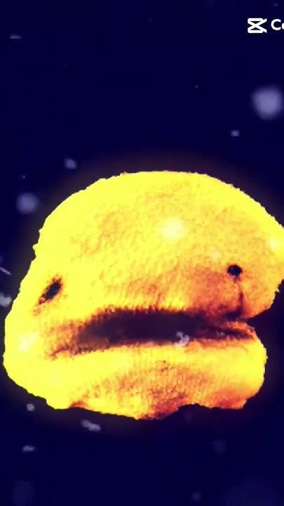 Red Robin Vs Soocus Moocus Bearalpha Youtube