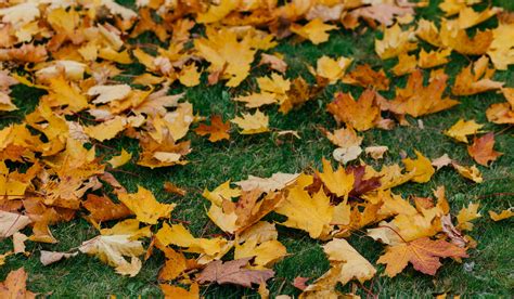 Can You Grow Grass In The Fall Crate And Basket