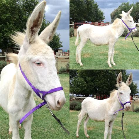 Donkeysanddwarfgoats Donkey Foals