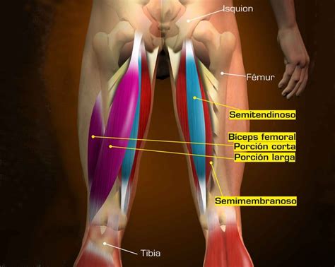 340 Ideas De MÚsculos Pierna Para Guardar Hoy Musculos Anatomia