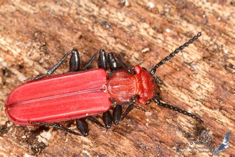 Cucujus Cinnaberinus Alchetron The Free Social Encyclopedia