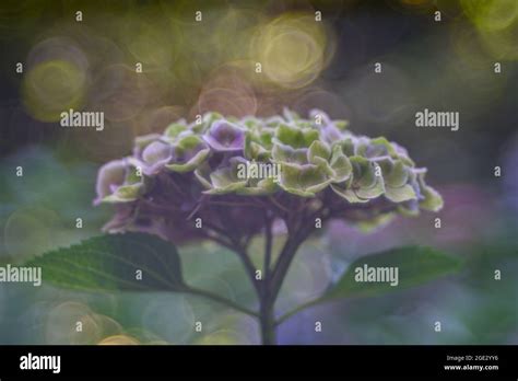 Soapbubble Bubble Bokeh And Floral Abstracts Photographed With Meyer Optik Gorlitz Trioplan 100