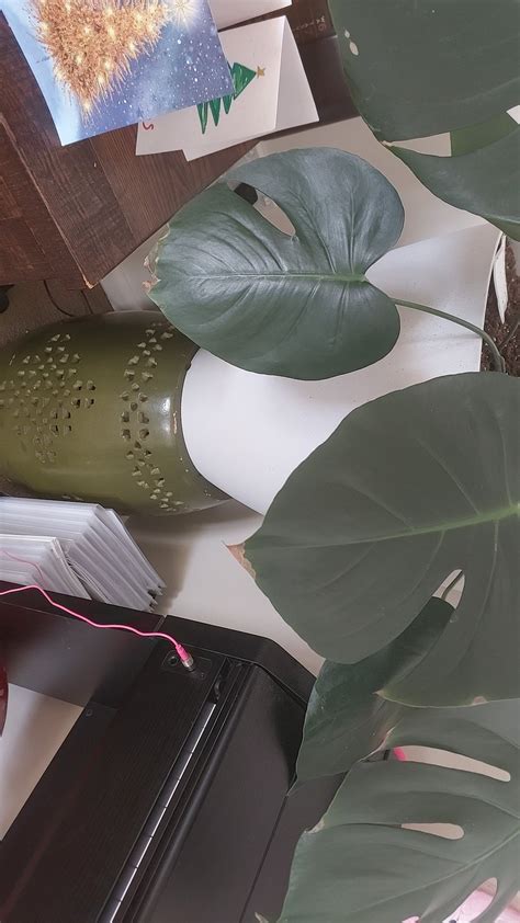 Monestera R Houseplants