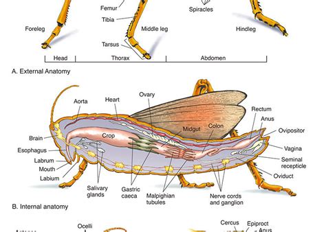 Grasshopper Internal Anatomy