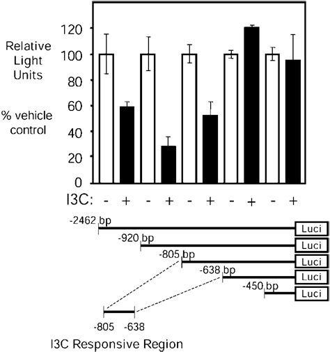 Deletion Analysis Of The Cdk6 Promoter Defines A 167 Bp Download