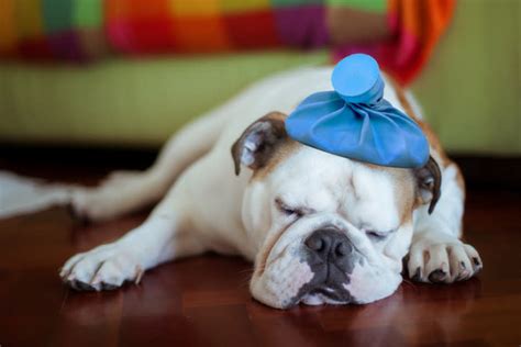 5 Señales Típicas De Los Perros Enfermos