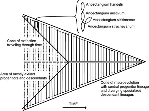 Diagram Of Theoretic Macroevolution Of A Large Taxonomic Group With One
