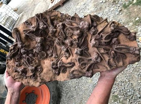 Crinoids Fossils