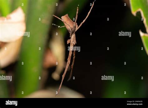 Angola Ogre Face Spider Asianopis Anchietae Getting Ready To Ambush
