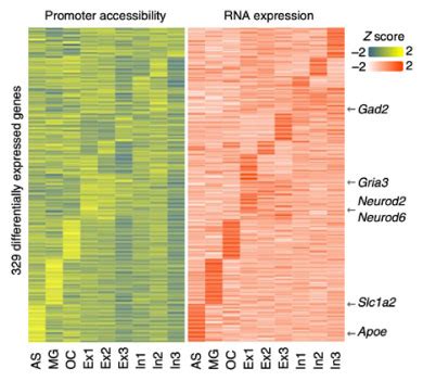 Single Cell ATAC Sequencing Capitalbio