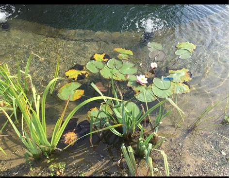 Top Aeration And Filtration Systems For Clear Healthy Ponds The