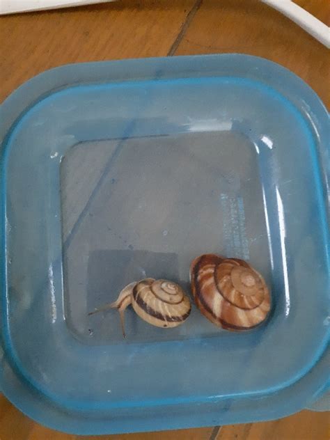 Yahooオークション カタツムリ かたつむり 蝸牛 でんでんむし マイ