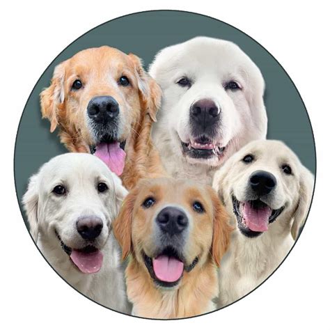 Calling Dad Immediately For A Small Threegoldiesonepyr Facebook