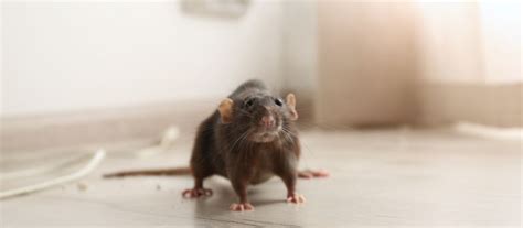 Effective Rodent Control Perth Pro Pest Control Perth