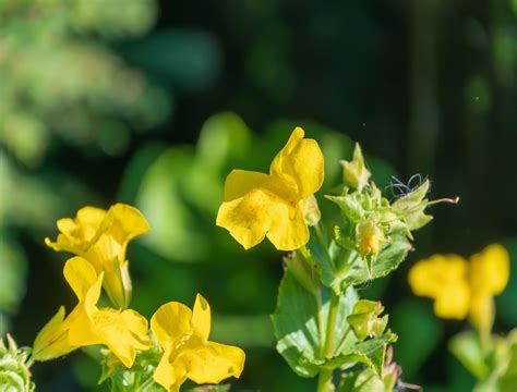 The Monkeyflower Discover The Magic Of Michigans Most Endangered Bloom