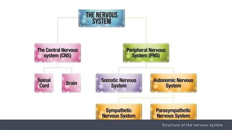 The Effect Of Exercise On The Autonomic Nervous System 1pptx Fitness And Exercise Healthy