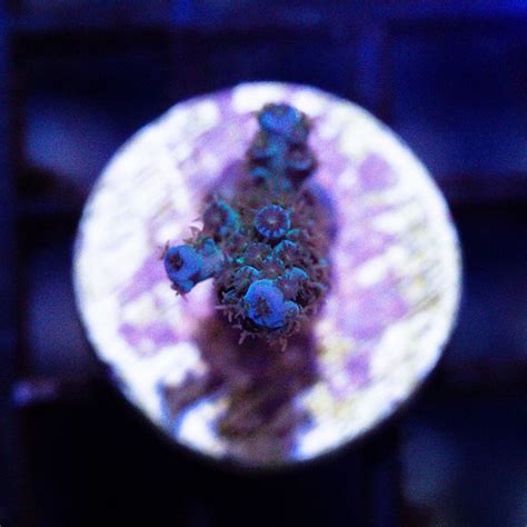 Ce Acro Tenuis Blue 海水魚専門店 Ceppo Onlinestore