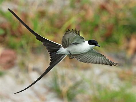 Fork Tailed Flycatcher Tyrannus Savana Birds Of The World