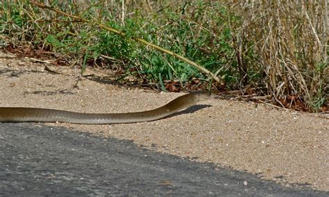 Black Mamba Facts Pictures And Information Venomous African Snake