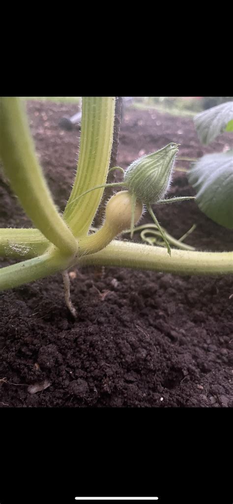 Progression Of My Giant Pumpkin From Pollination To Harvest In 44 Days