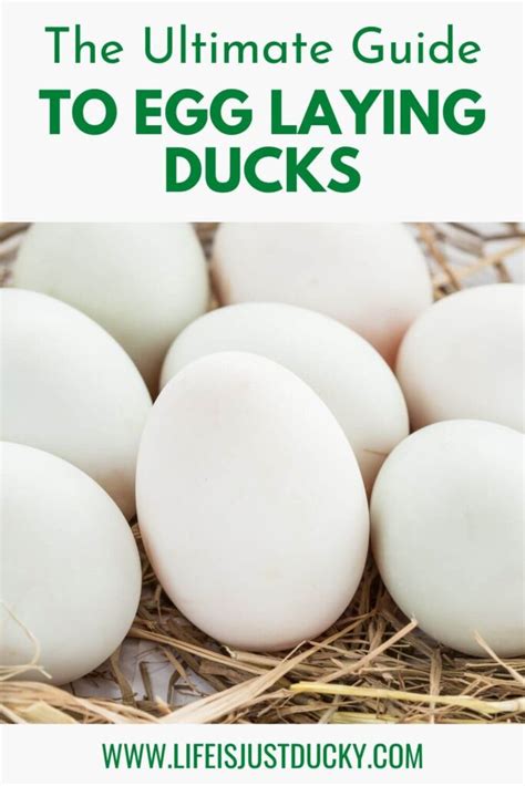 Best Ducks For Eggs 7 Highly Productive Duck Breeds Life Is Just Ducky