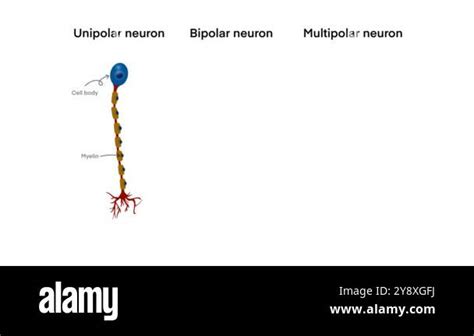 Types Of Neurons Unipolar Bipolar And Multipolar Neurons Including