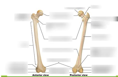 Bio 231 Femur Diagram Quizlet