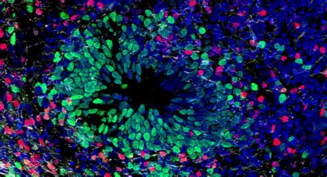 Nat Biotech Ai高精度全细胞分割算法 知乎