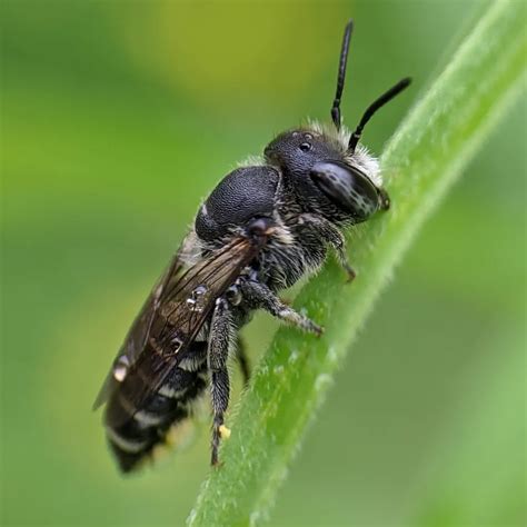 Leafcutter Bees Better Termite And Pest Control
