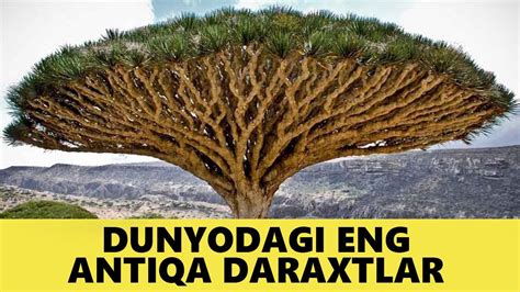 Dunyodagi Eng Antiqa Daraxtlar Youtube