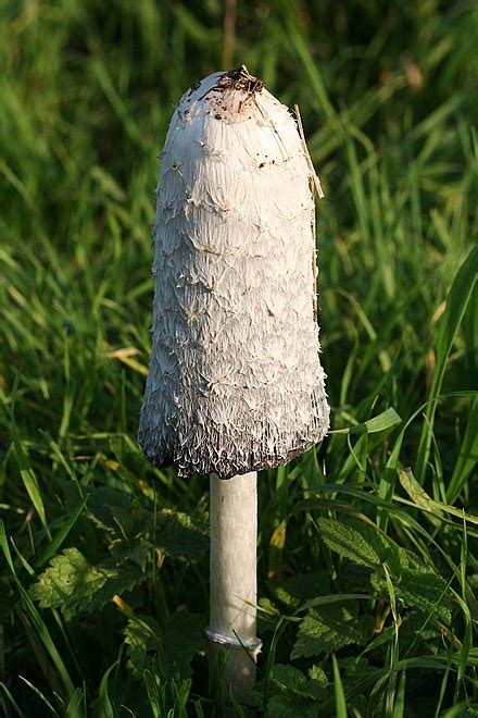 Coprinus Wikipedia