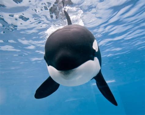 Kalias Gallery Killer Whales Marine Mammals Orca Whale Face Orca