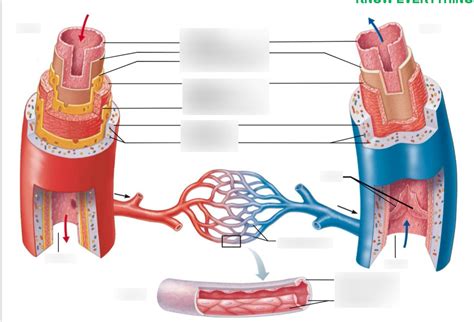 Figure 321 Capillaries Structure Diagram Quizlet