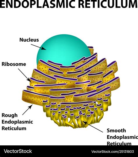Rough Endoplasmic Reticulum Definition Structure Func