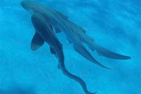 Sex Lives Of Whale Sharks Caught On Camera Pursuit Love Bites And