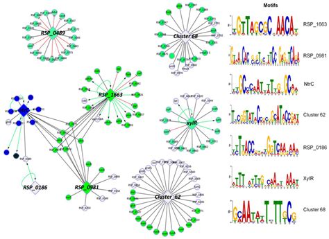 predicted gene regulatory network controlling central and alternative