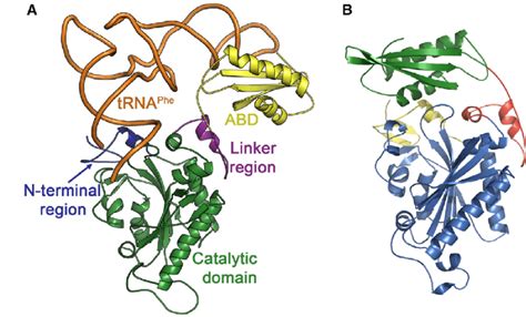 Overall Crystal Structure Of Hmitphers In Complex With Trna Phe Open